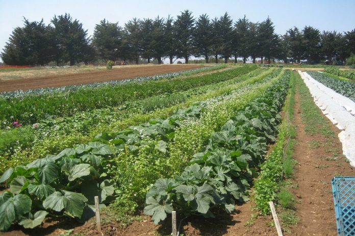 Xen Canh Là Gì? Tìm Hiểu Các Mô Hình Xen Canh Phổ Biến